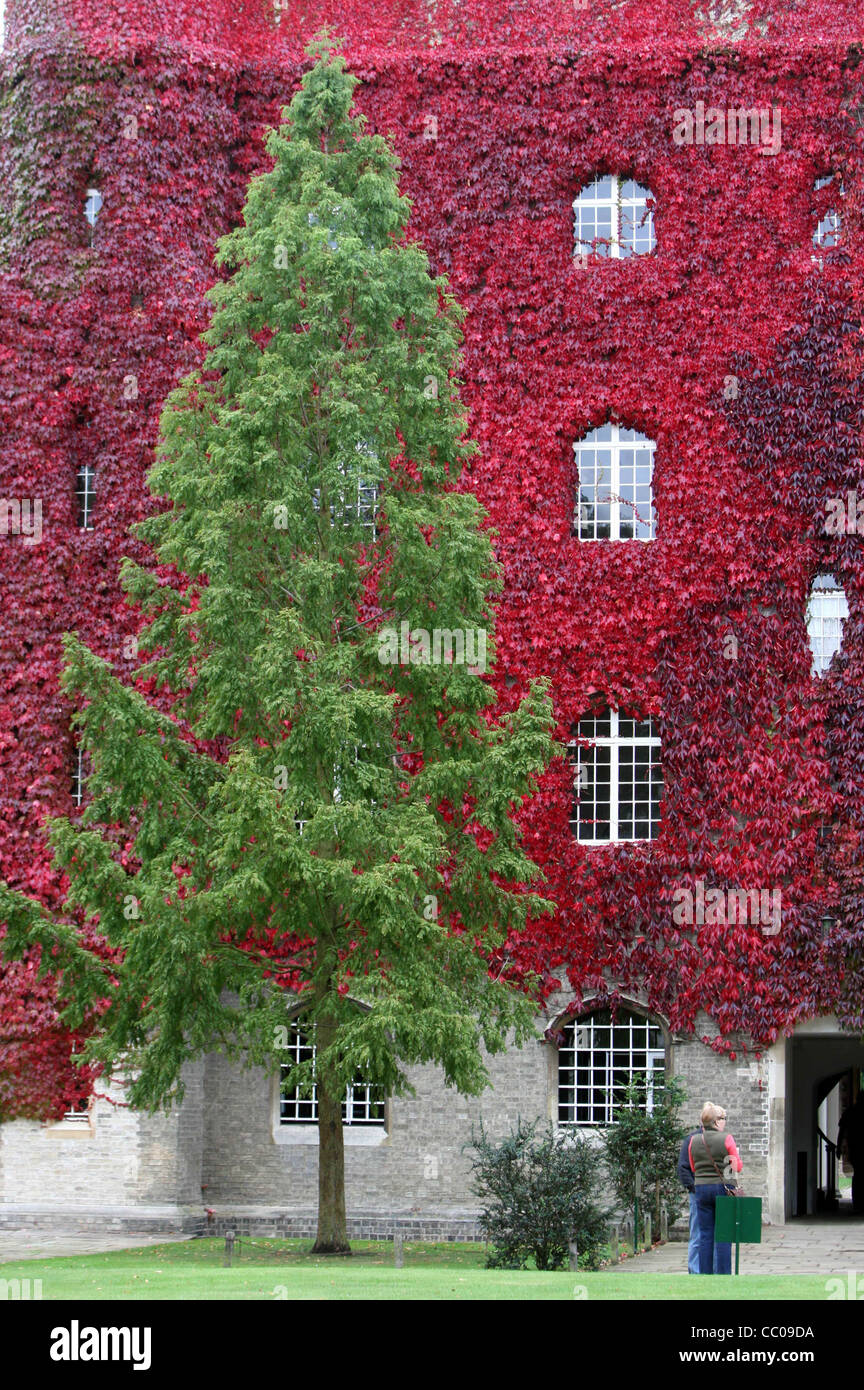 VIRGINIA CREEPER AT ST JOHNS COLLEGE CAMBRIDGE Stock Photo - Alamy