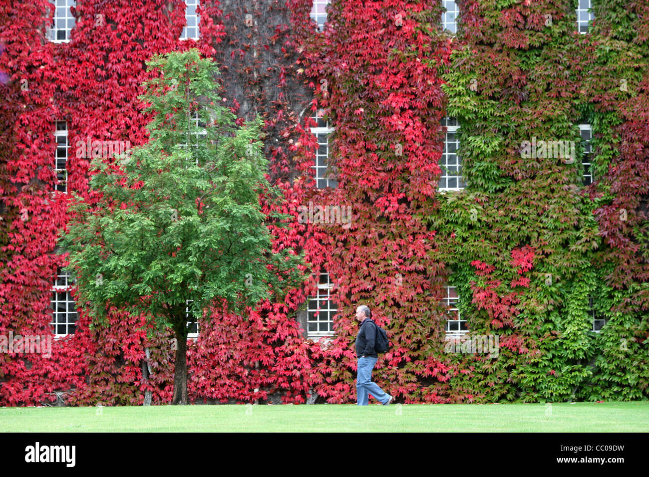 VIRGINIA CREEPER AT ST JOHNS COLLEGE CAMBRIDGE Stock Photo - Alamy