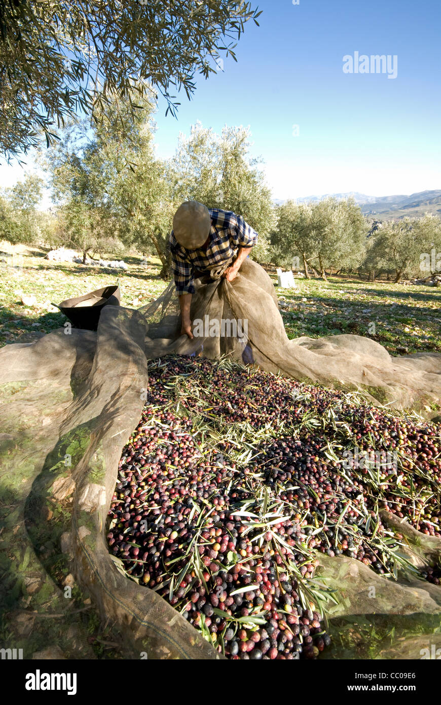 Collecting olives on olive tree hi-res stock photography and images - Alamy