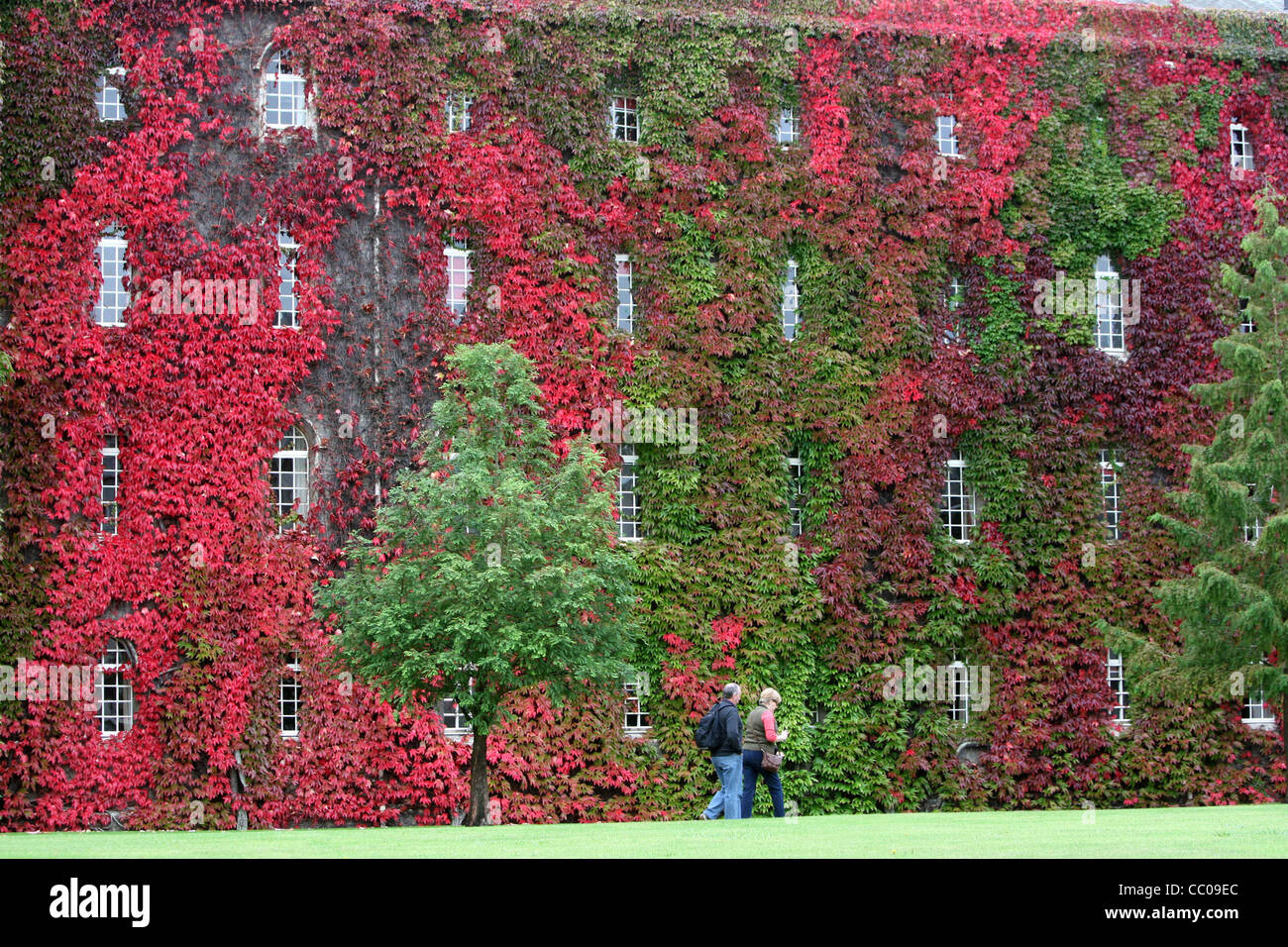 VIRGINIA CREEPER AT ST JOHNS COLLEGE CAMBRIDGE Stock Photo - Alamy
