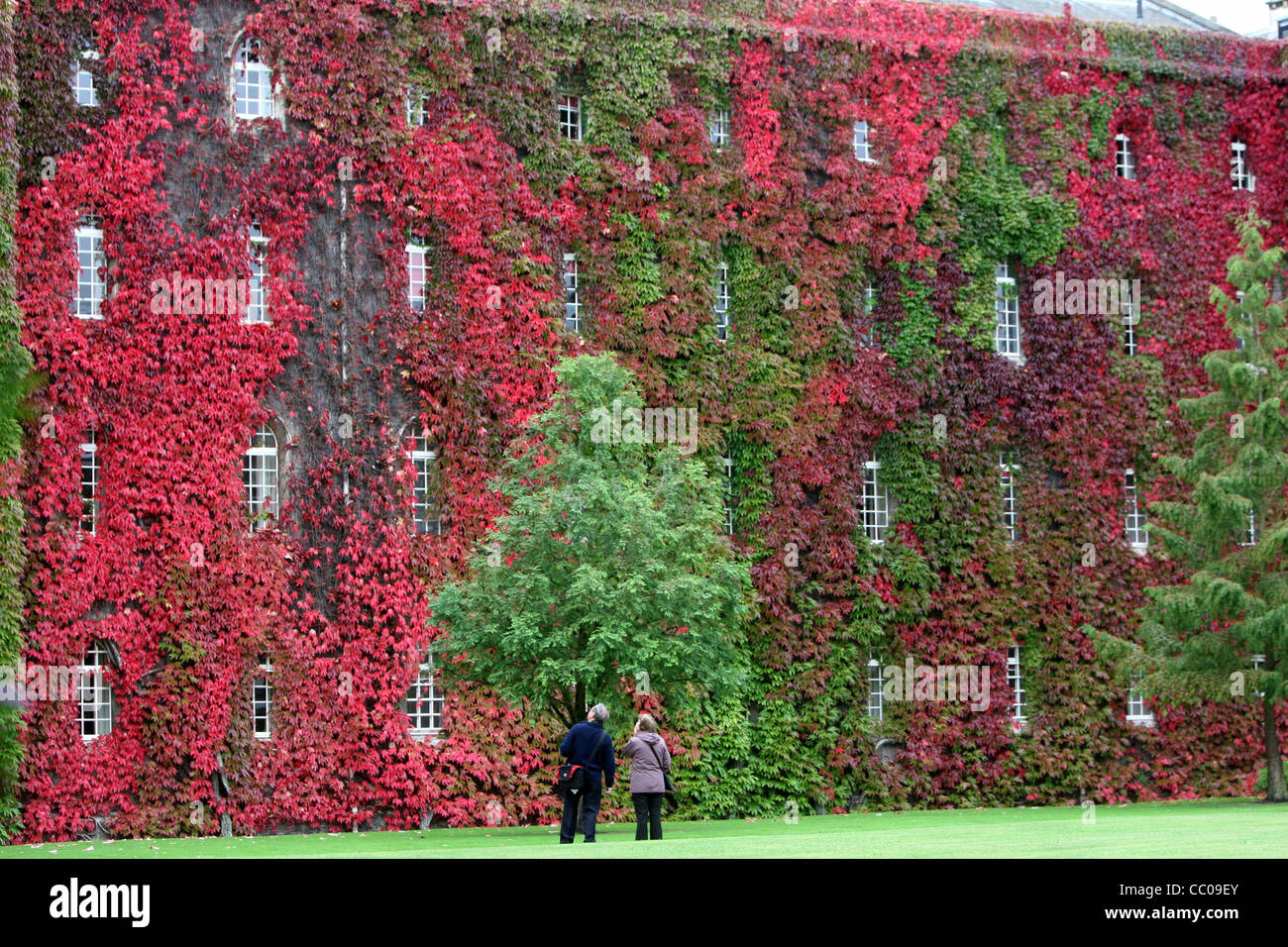 VIRGINIA CREEPER AT ST JOHNS COLLEGE CAMBRIDGE Stock Photo - Alamy