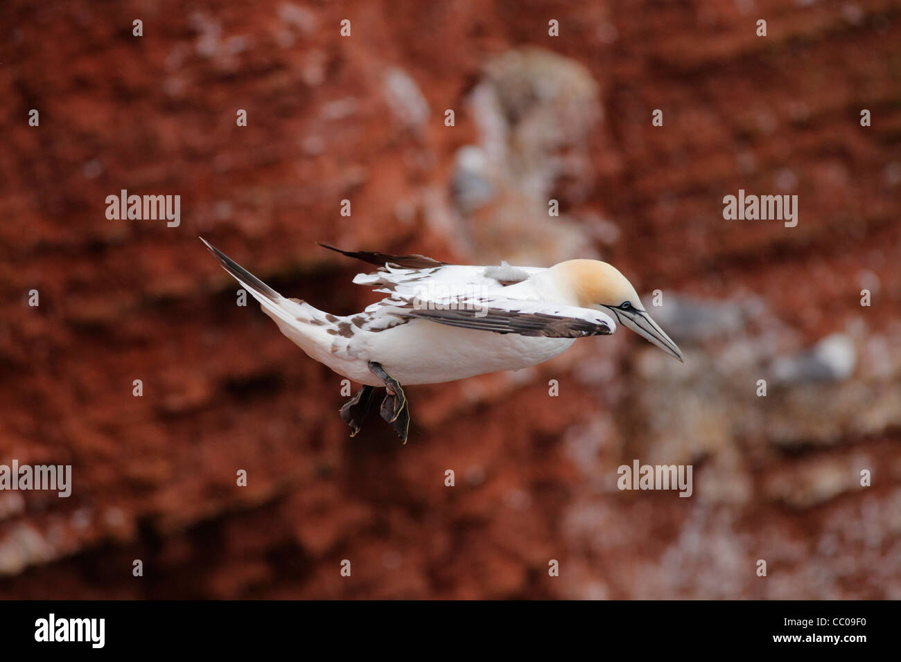 Northern gannet in flight downward in stormy up wind at the red cliff ...