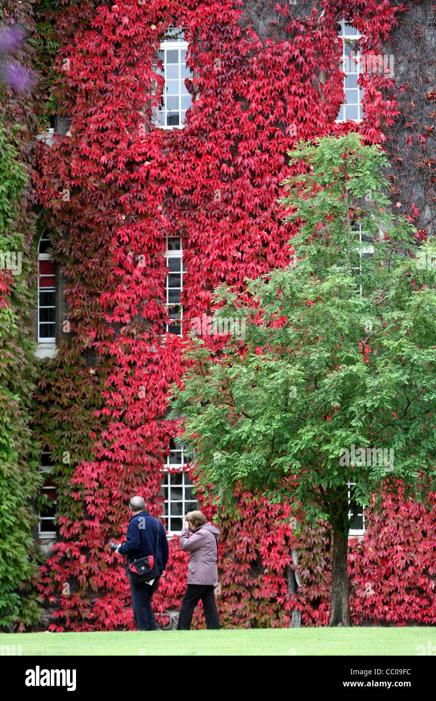VIRGINIA CREEPER AT ST JOHNS COLLEGE CAMBRIDGE Stock Photo - Alamy