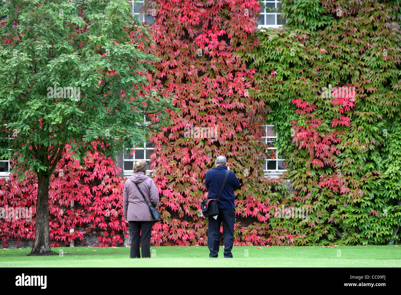 VIRGINIA CREEPER AT ST JOHNS COLLEGE CAMBRIDGE Stock Photo - Alamy