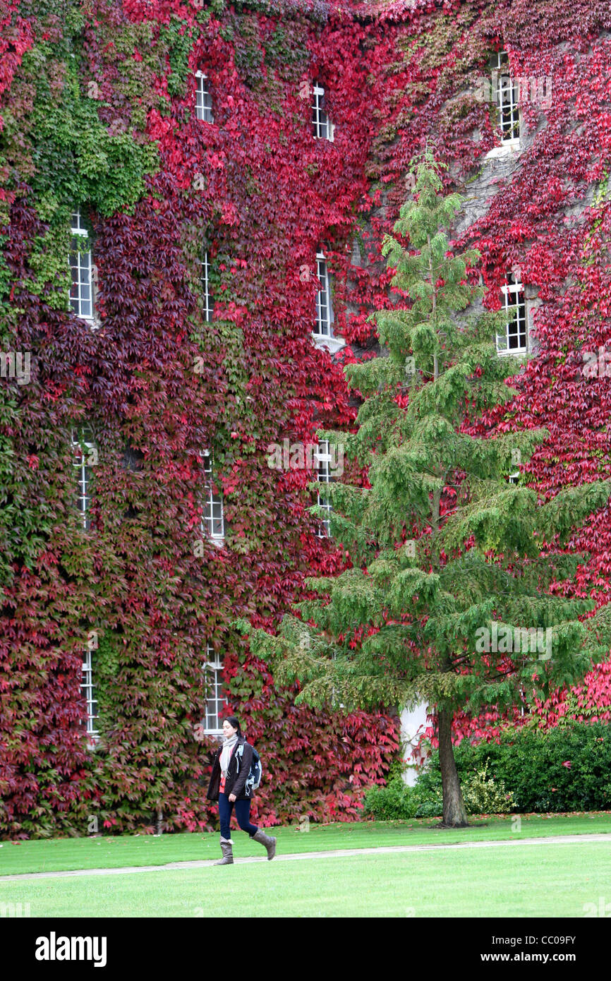 VIRGINIA CREEPER AT ST JOHNS COLLEGE CAMBRIDGE Stock Photo - Alamy