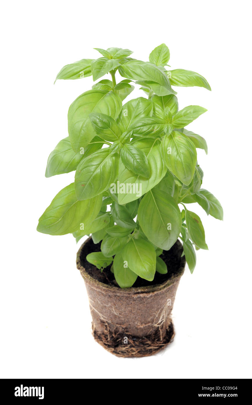 Basil potted Cut Out Stock Images & Pictures - Alamy