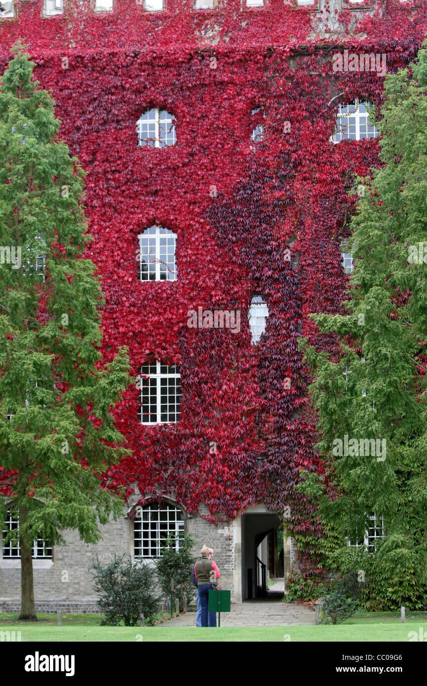 VIRGINIA CREEPER AT ST JOHNS COLLEGE CAMBRIDGE Stock Photo - Alamy