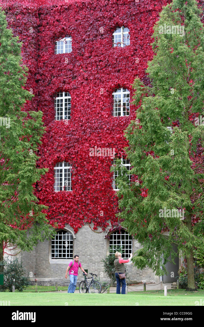 VIRGINIA CREEPER AT ST JOHNS COLLEGE CAMBRIDGE Stock Photo - Alamy