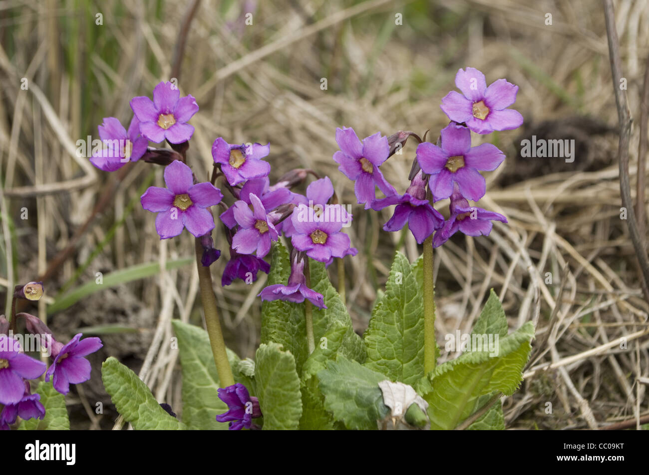 Primula species of flower Stock Photo - Alamy