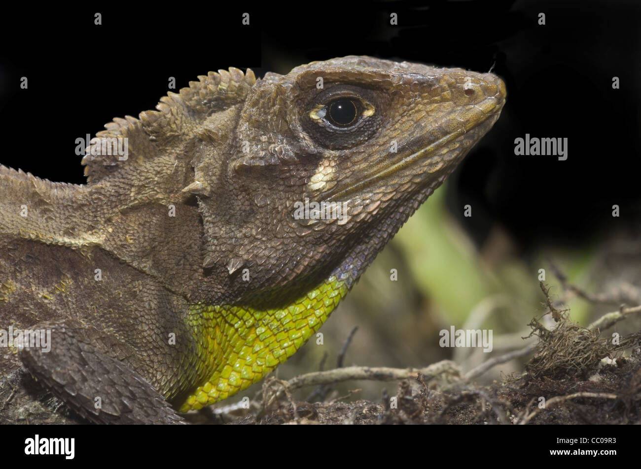 ANDERSON'S MOUNTAIN LIZARD , Japalura andersoniana, an agamid species ...