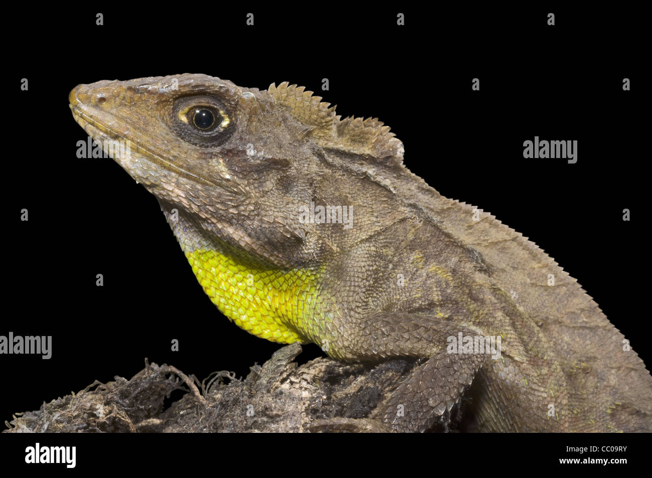 Mountain lizard hi-res stock photography and images - Alamy