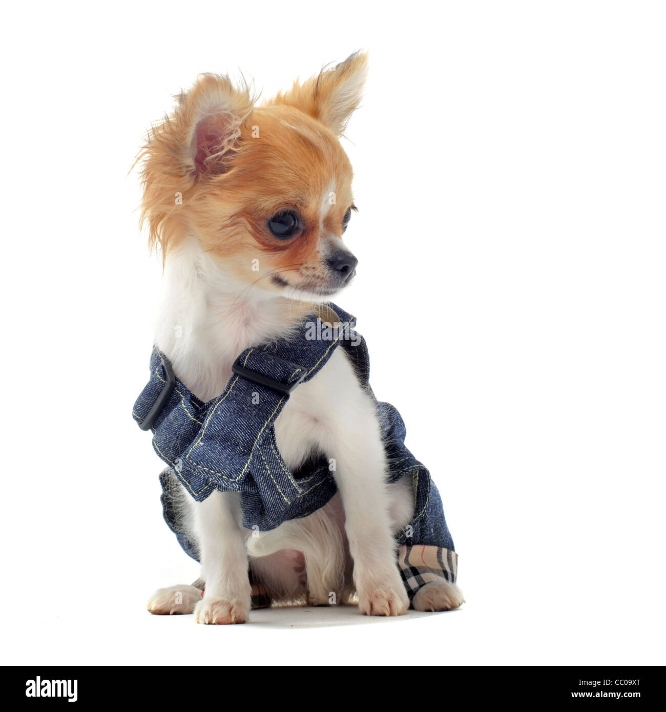 Chihuahua Long Coat High Resolution Stock Photography and Images - Alamy