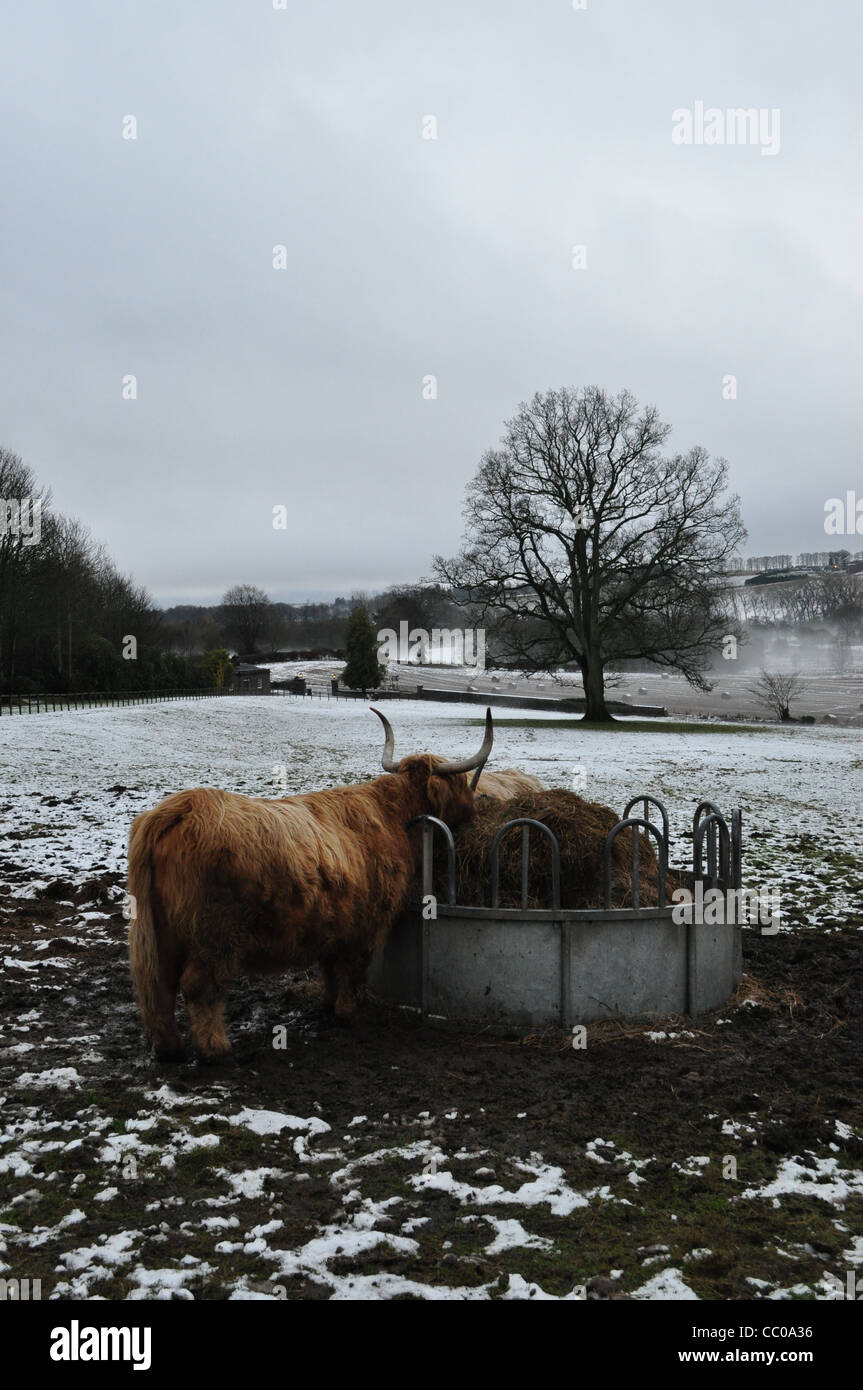 Highland cow in a Perthshire field during winter with snow and mist ...