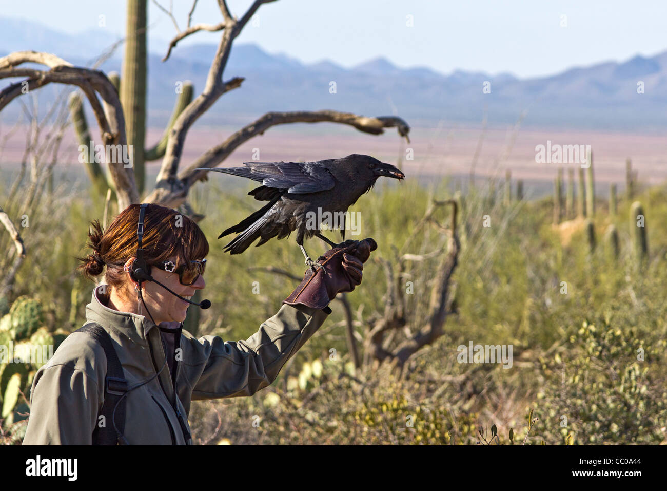 Raven show hi-res stock photography and images - Alamy