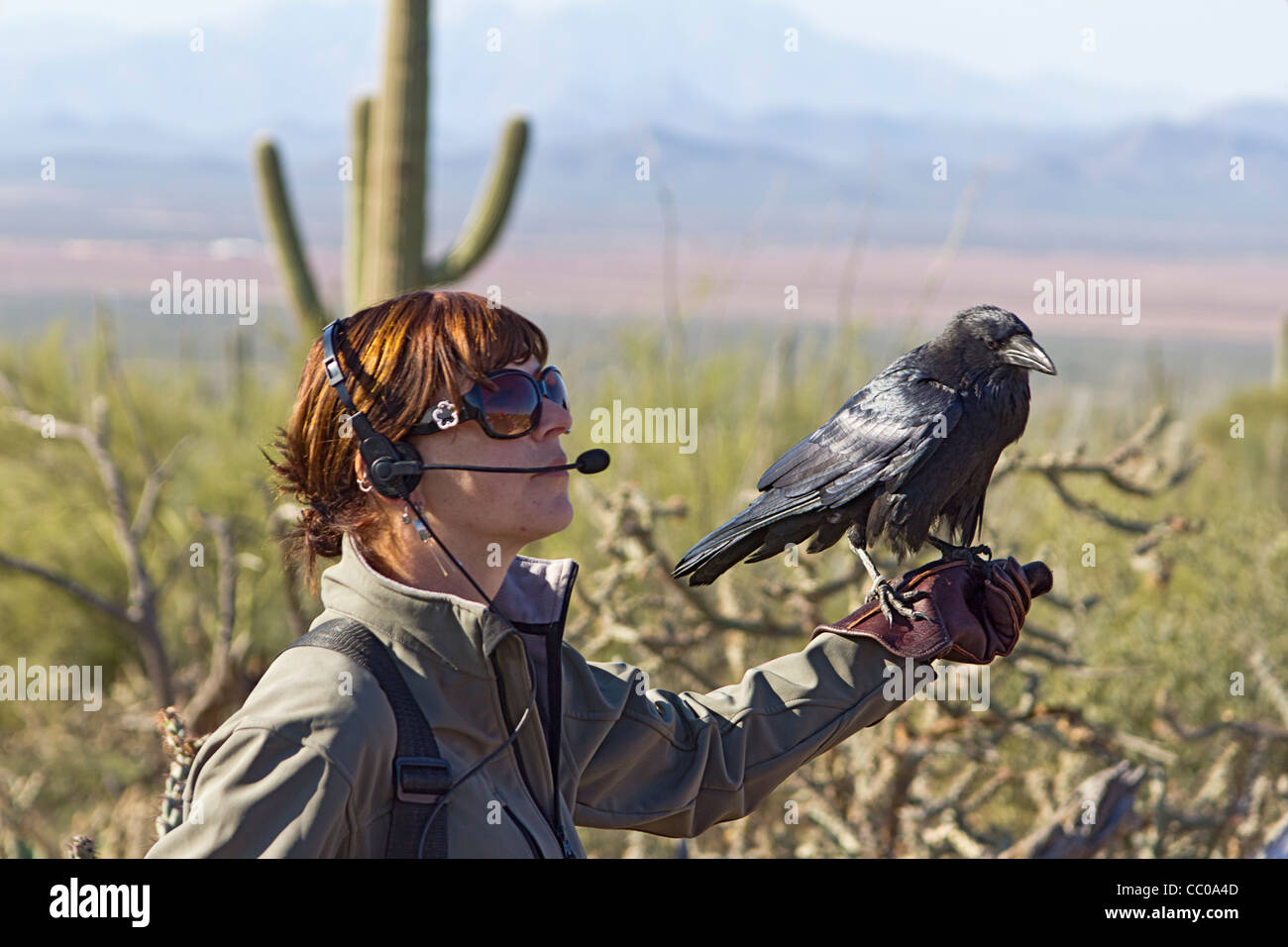 Handler at Arizona-Sonora Desert Museum with chihuahuan raven (Corvus ...