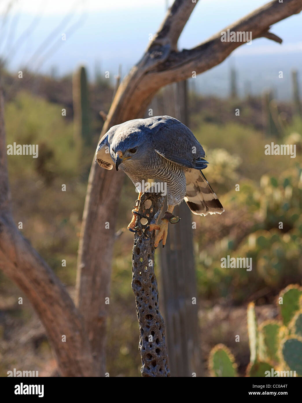 Desert hawk hi-res stock photography and images - Alamy