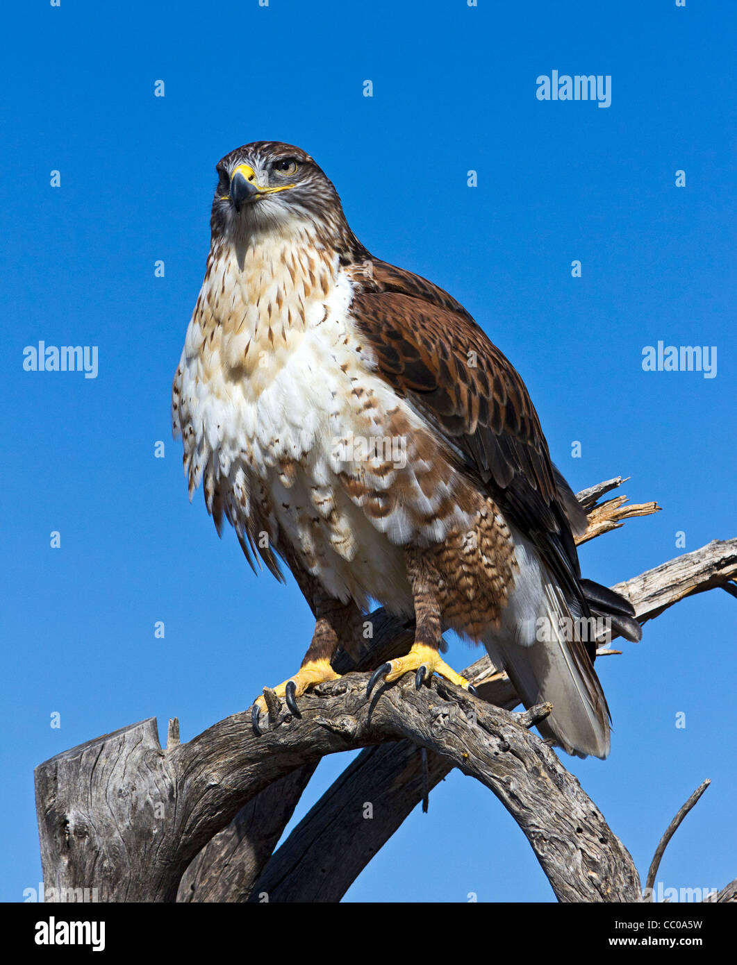 What Color Is A Hawk