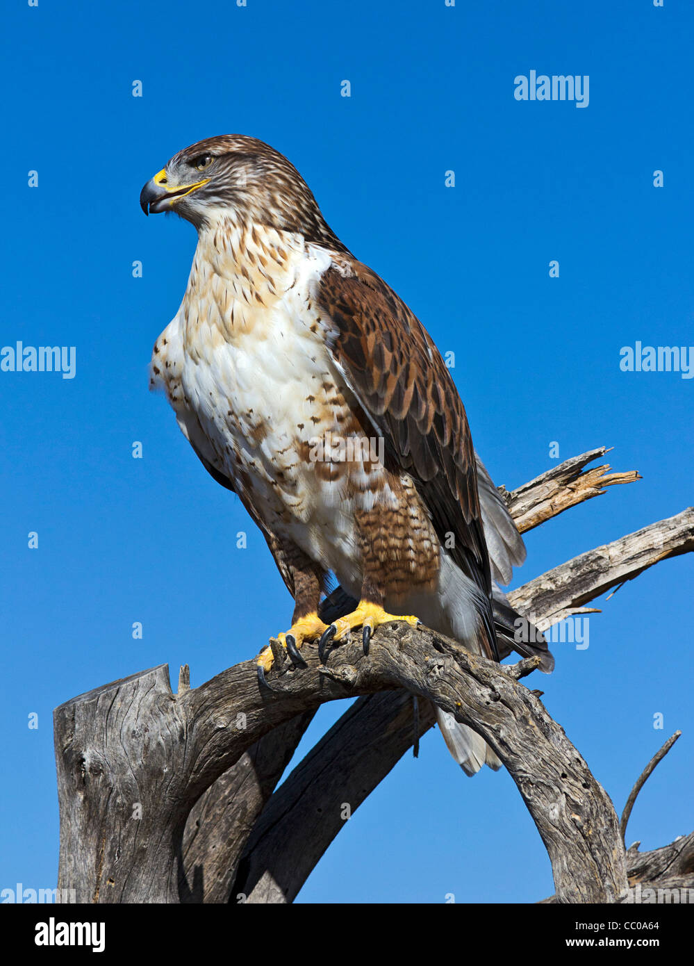 Ferruginous hawk (Buteo regalis) named for the red color on its back ...