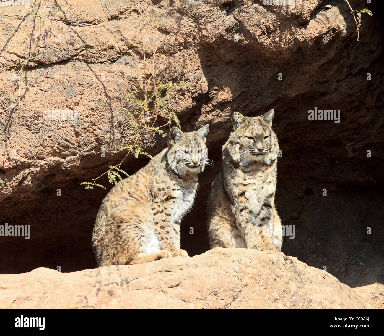 Arizona lynx hi-res stock photography and images - Alamy