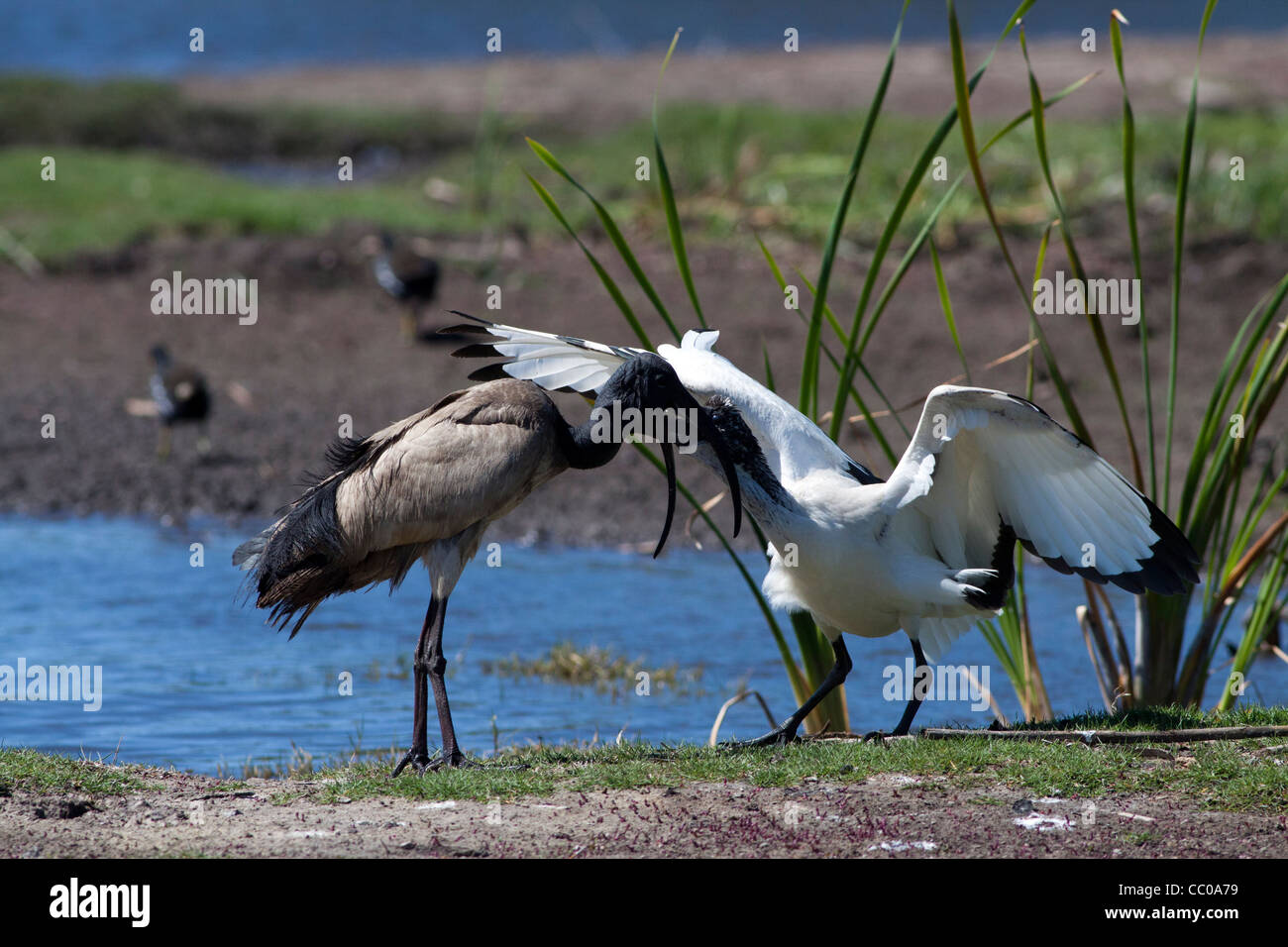 A pair of Scared Ibis feeding Stock Photo - Alamy