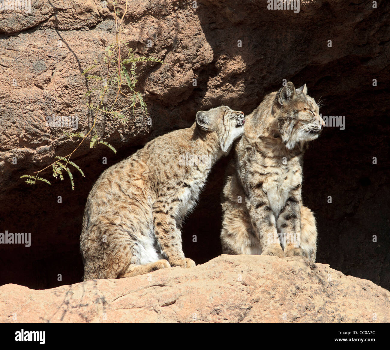 One bobcat licks another (Lynx rufus) at the Arizona-Sonora Desert ...