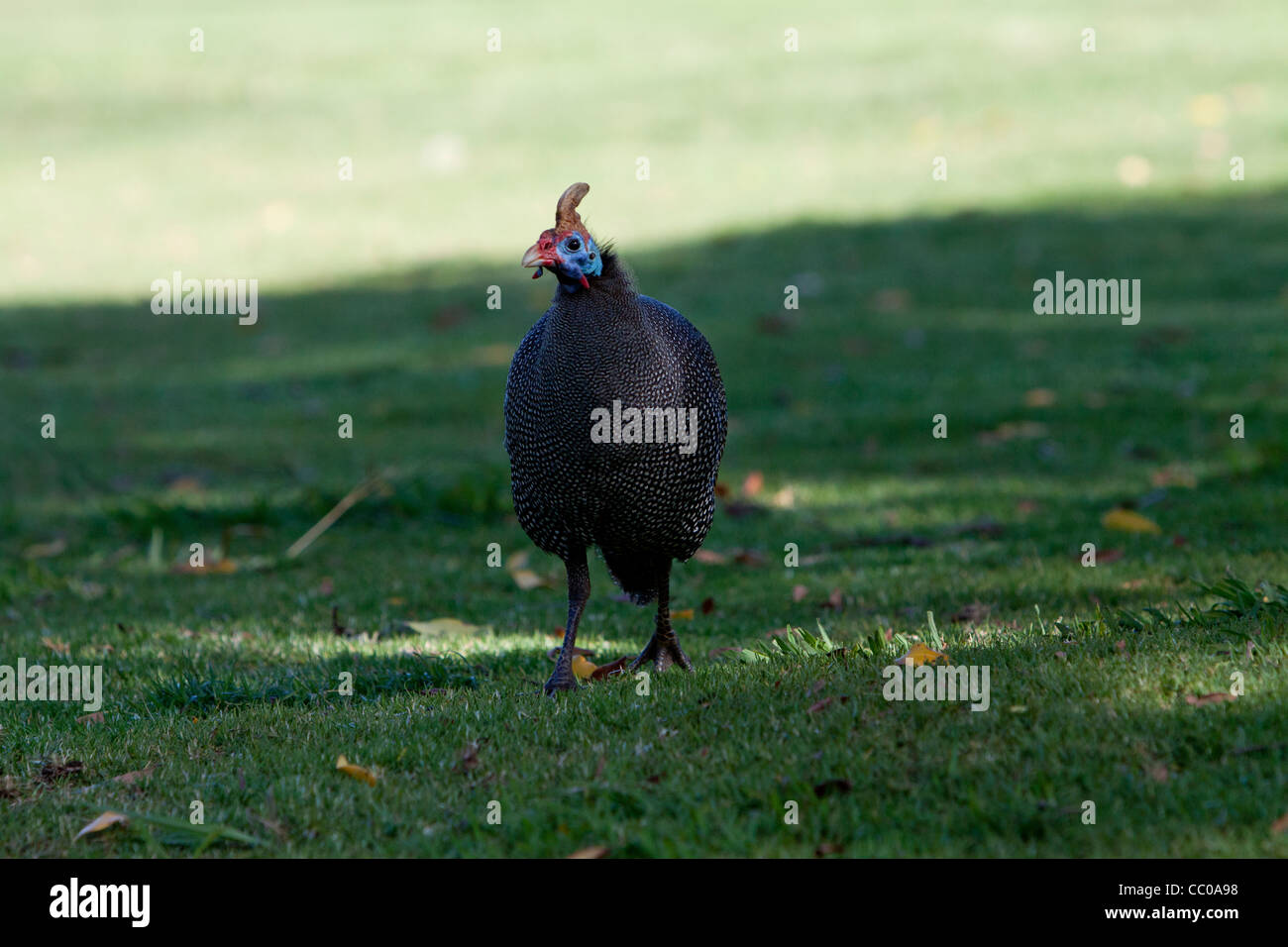A Helmeted Guineafowl walking on the grass Stock Photo - Alamy