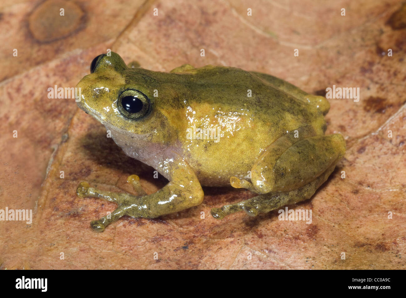 Philatus species, a bush frog from northeast India Stock Photo - Alamy