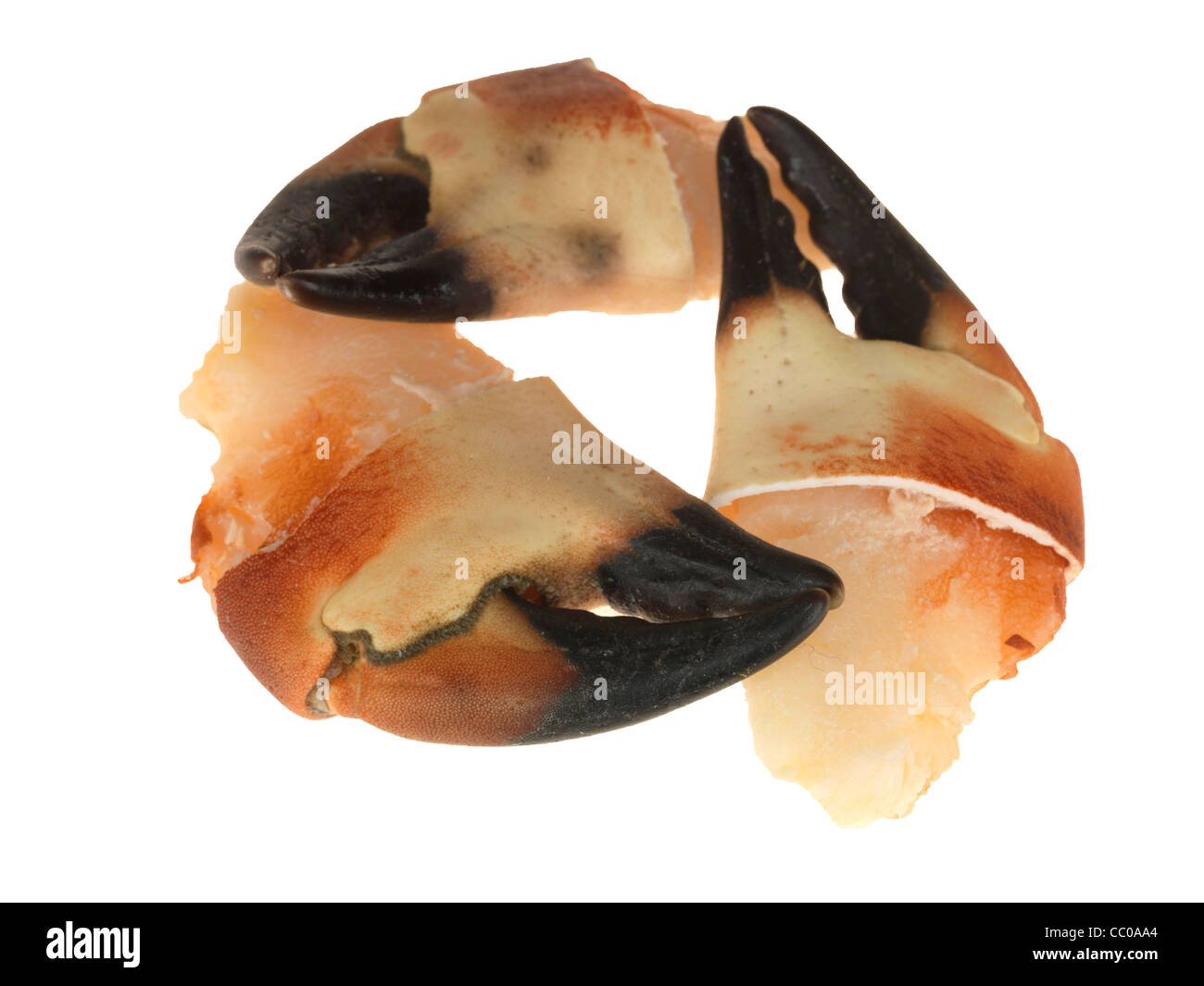 Freshly Cooked Shellfish Crabs Claws Isolated Against A White ...