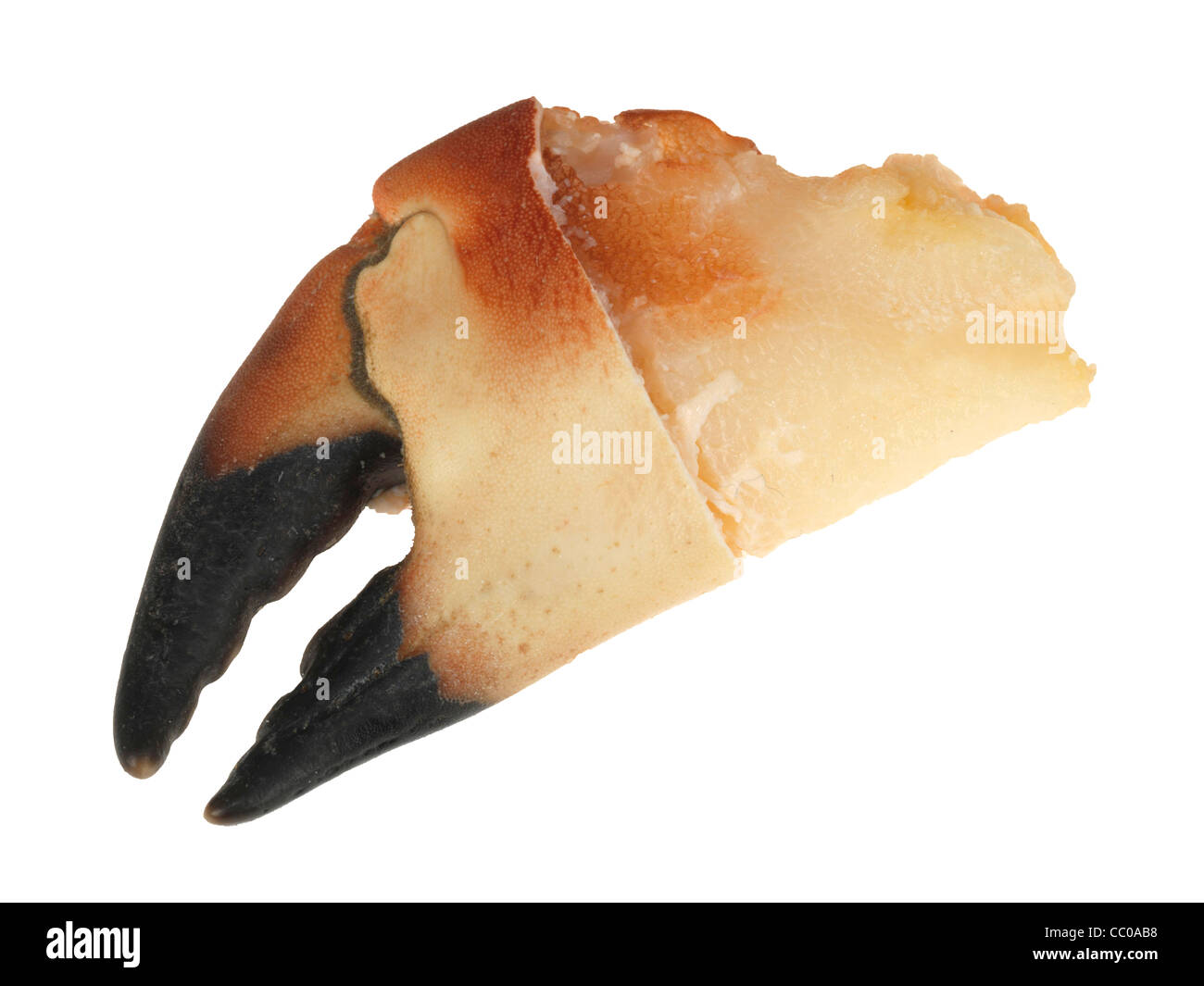 Freshly Cooked Shellfish Crabs Claws Isolated Against A White ...