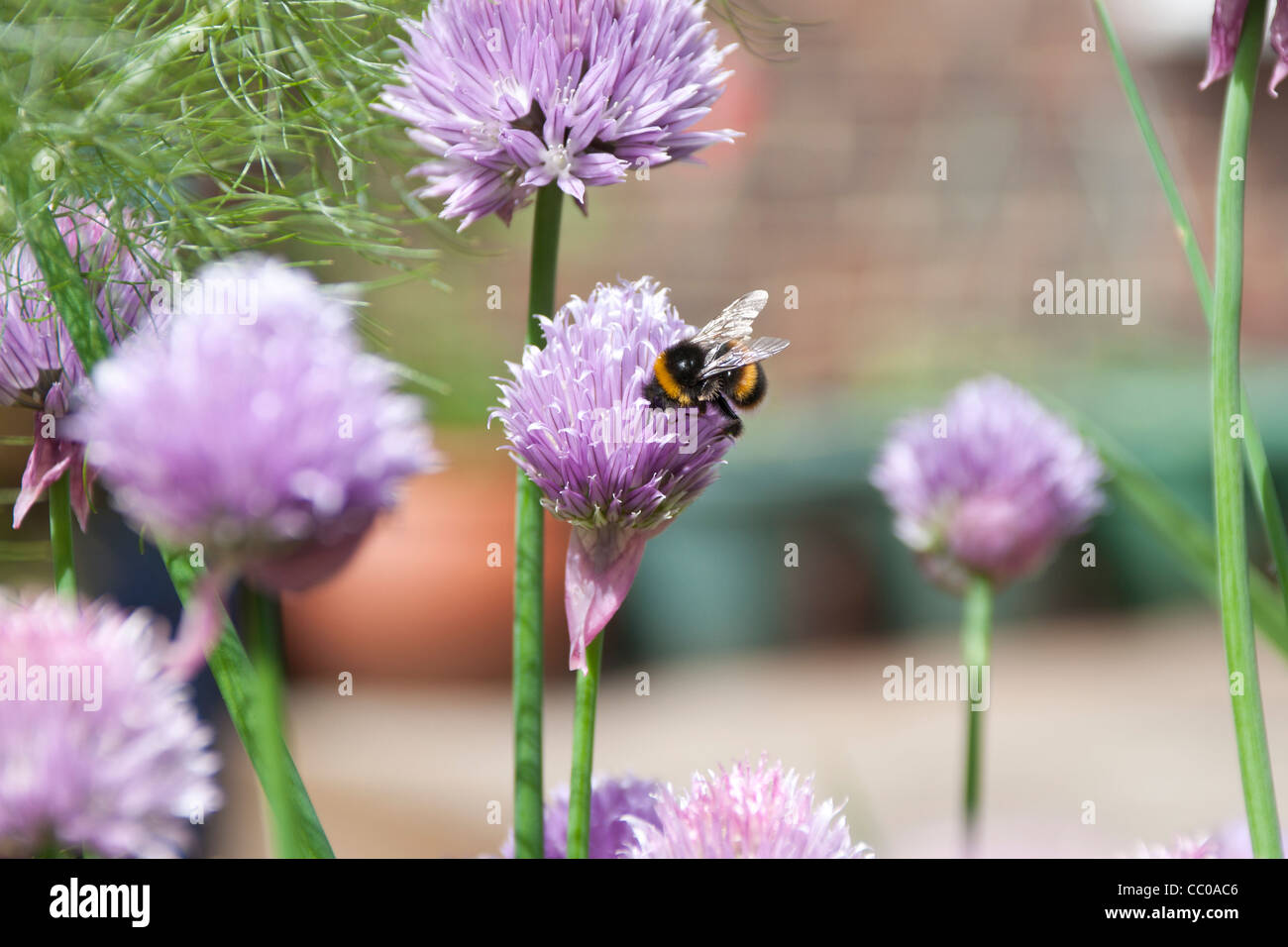 Urban insects hi-res stock photography and images - Alamy