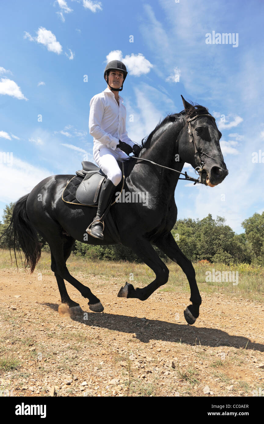 White stallion galloping hi-res stock photography and images - Alamy