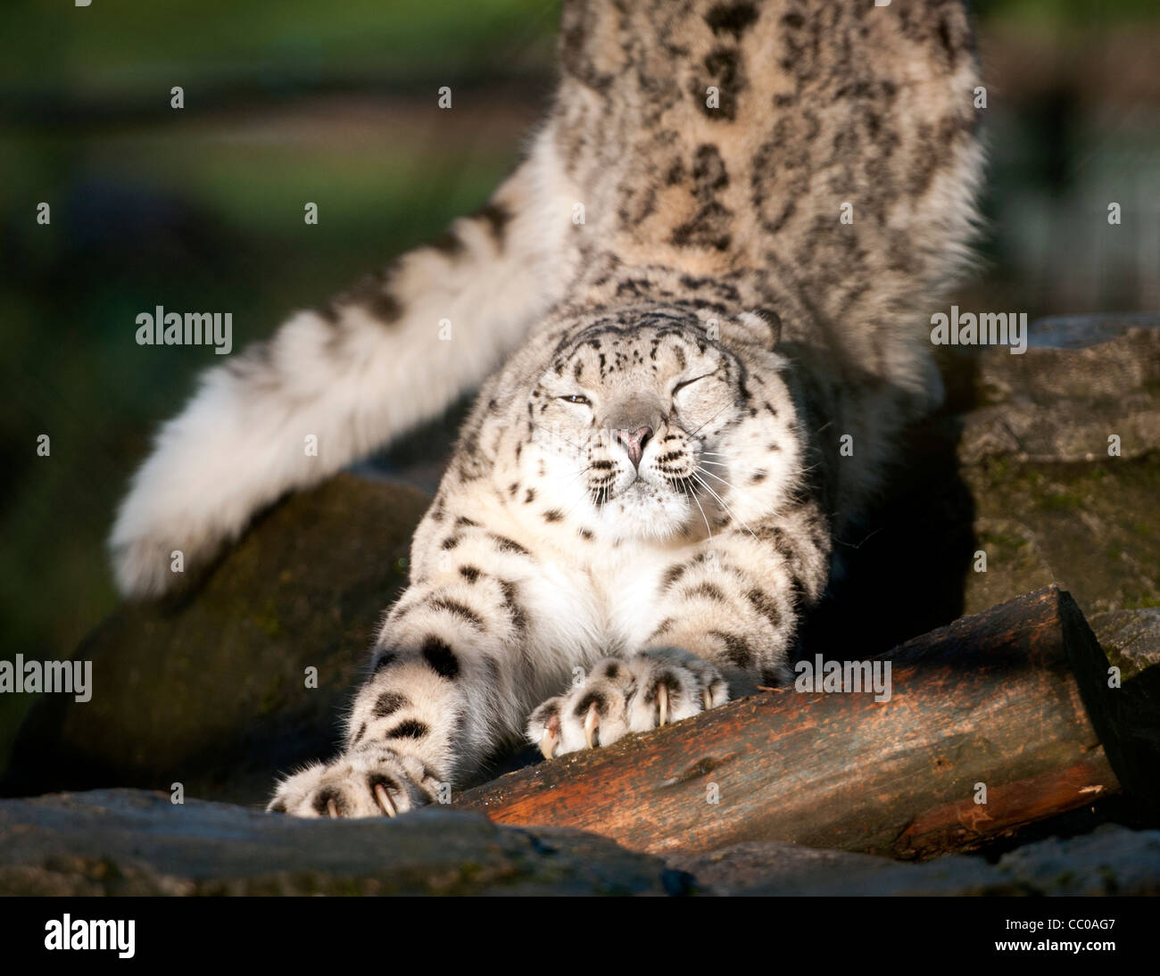 Snow Leopard Claws