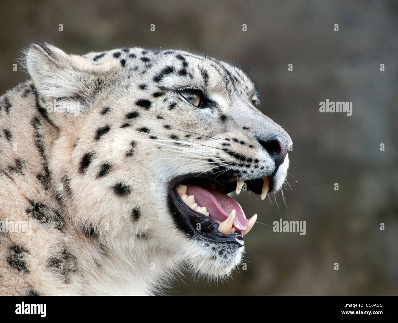Female snow leopard Stock Photo - Alamy