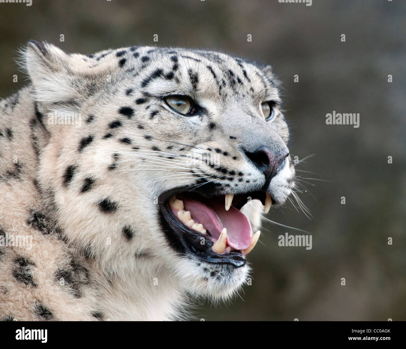 Teeth fangs hi-res stock photography and images - Alamy