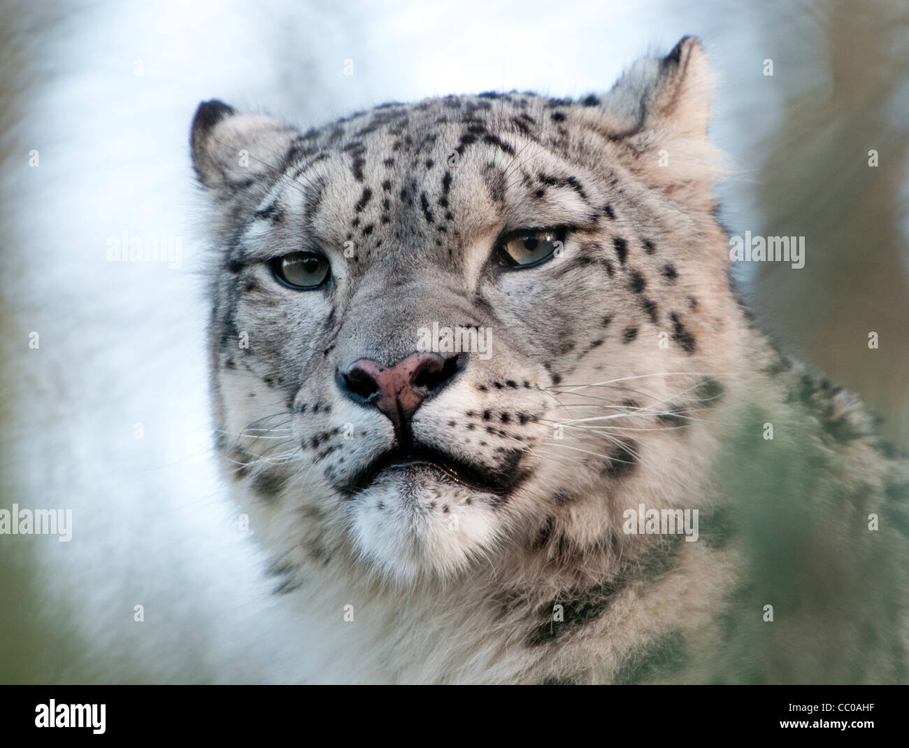Male snow leopard (close-up Stock Photo - Alamy