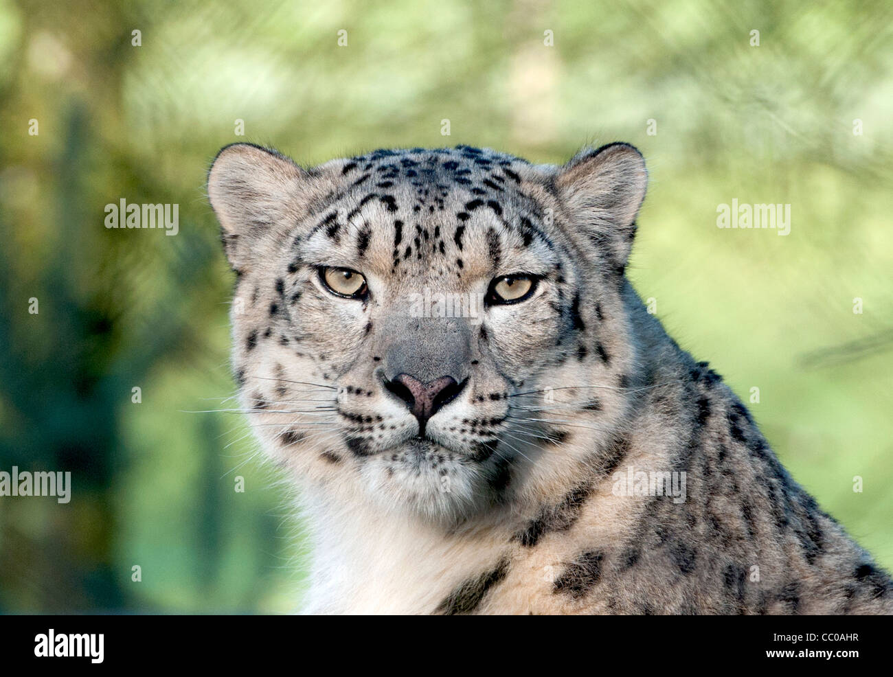 Female snow leopard looking at camera Stock Photo - Alamy