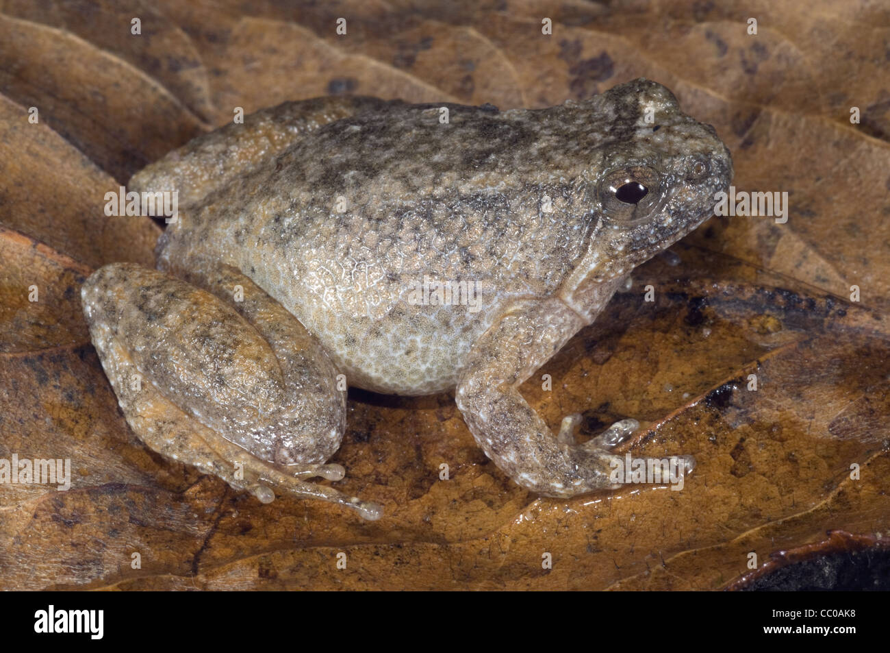The Northern Frog (Occidozyga borealis), Arunachal Pradesh, India Stock ...