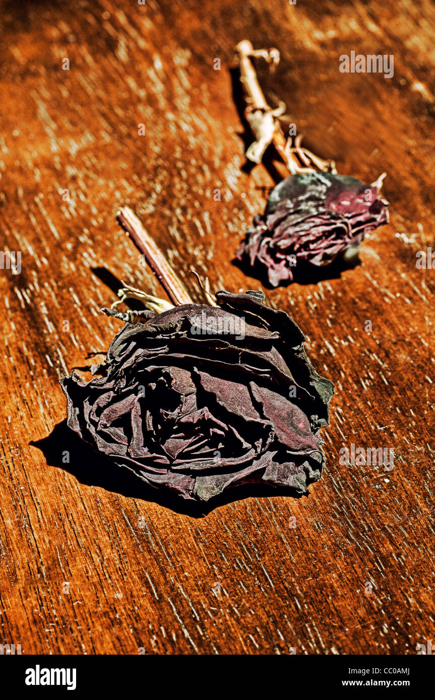 Dead flowers roses hi-res stock photography and images - Alamy