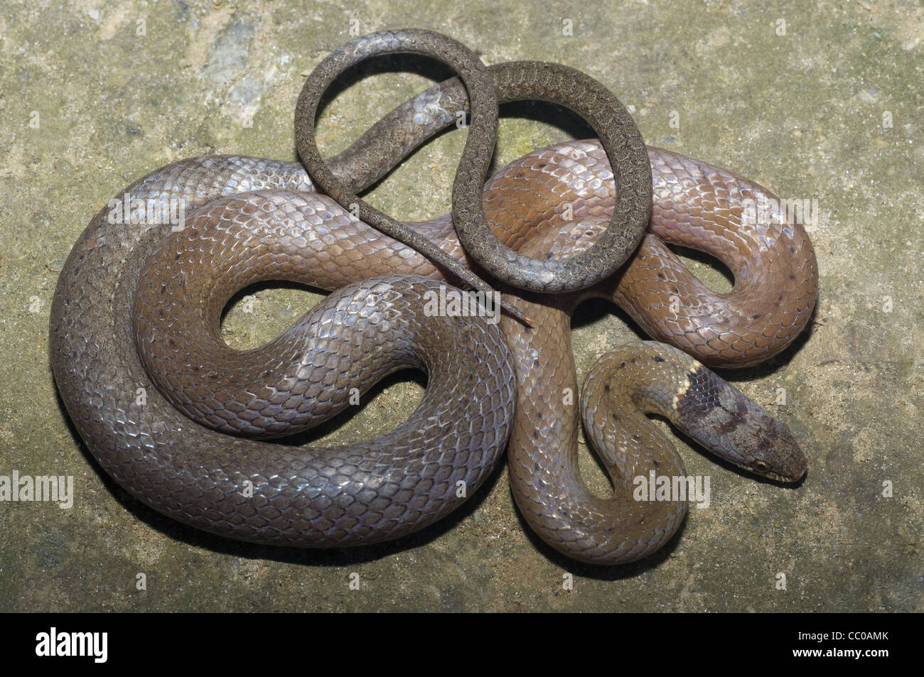 COLLARED BLACK HEADED SNAKE, Sibynophis Collaris Non venomous , Common ...