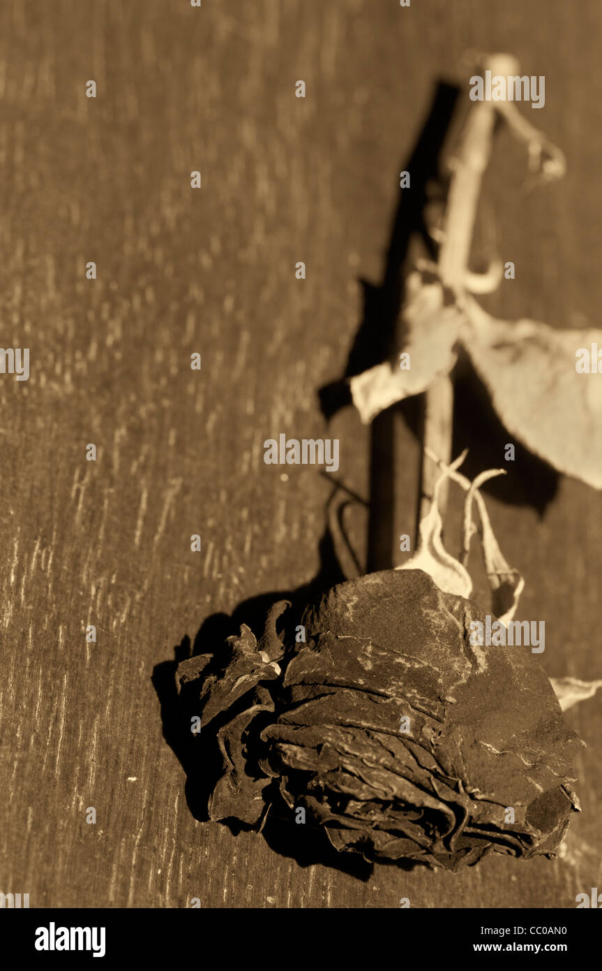 Dead Rose Flower High Resolution Stock Photography and Images - Alamy
