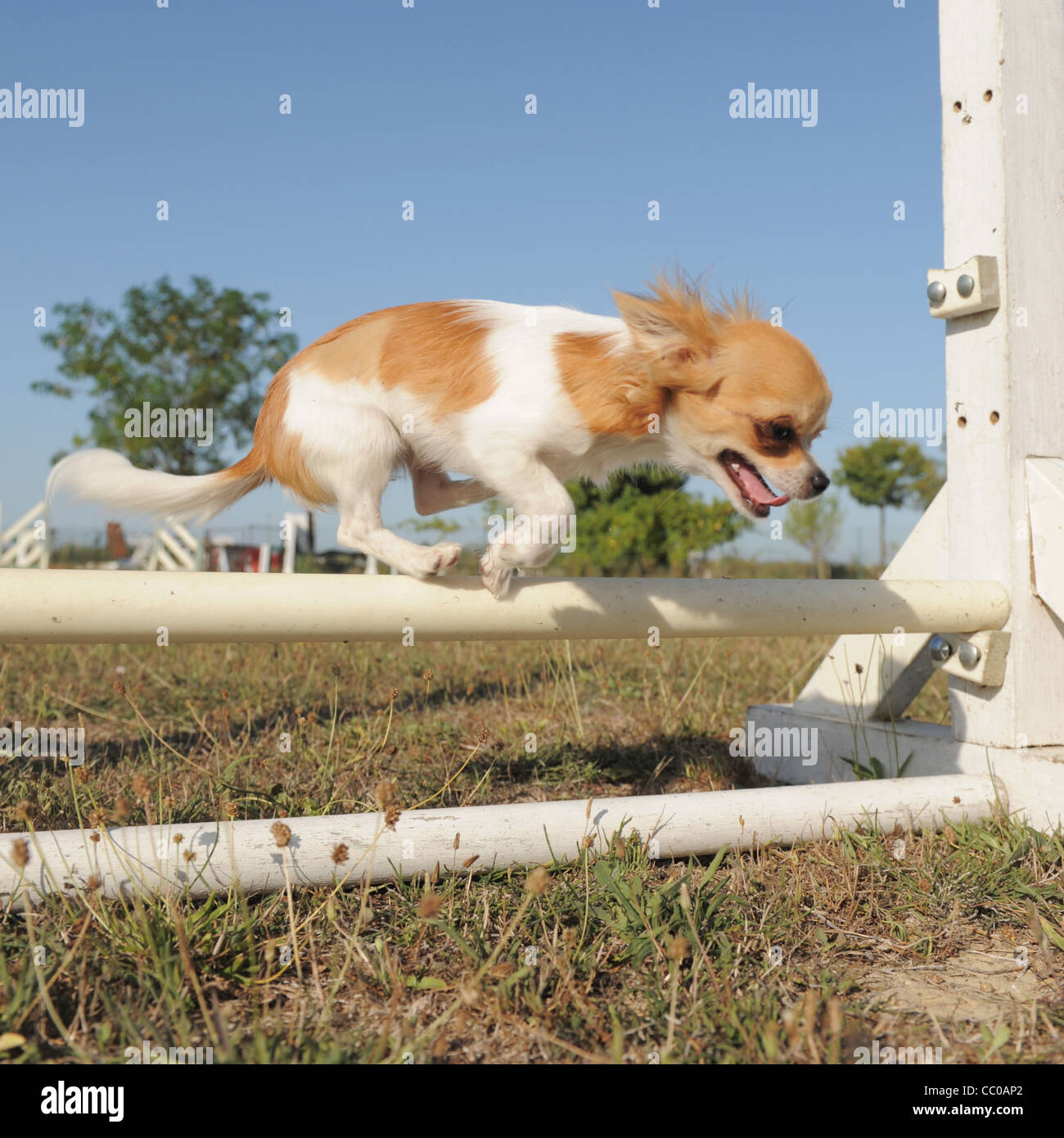 portrait of a jumping purebred puppy chihuahua Stock Photo - Alamy