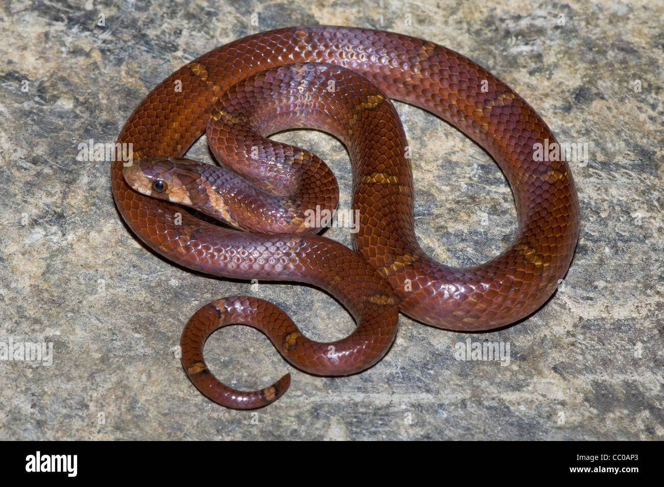 White barred Kukri Snake Oligodon albocinctus, Non Venomous, Uncommon ...
