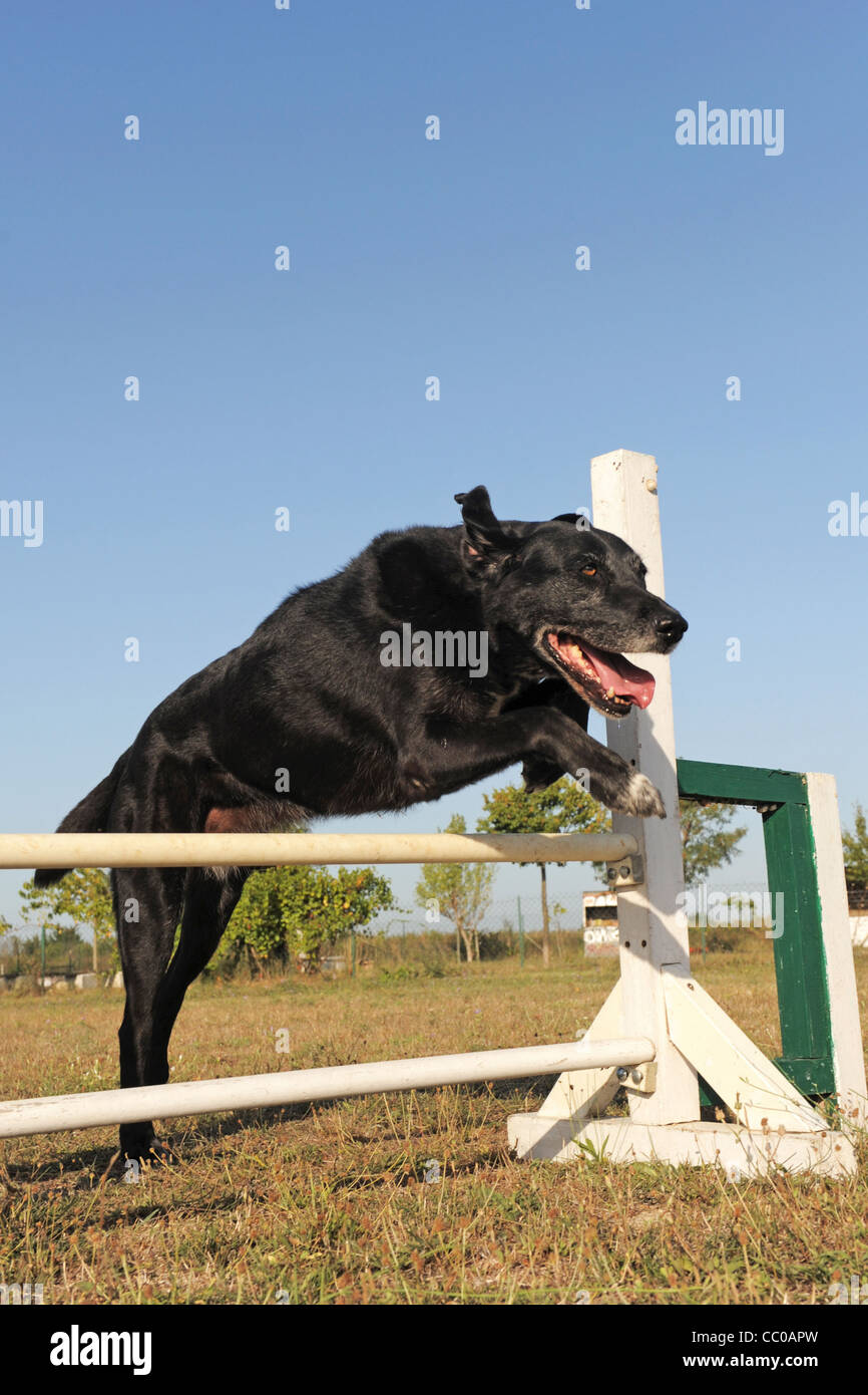 purebred labrador retriever jumping in a training of agility Stock ...