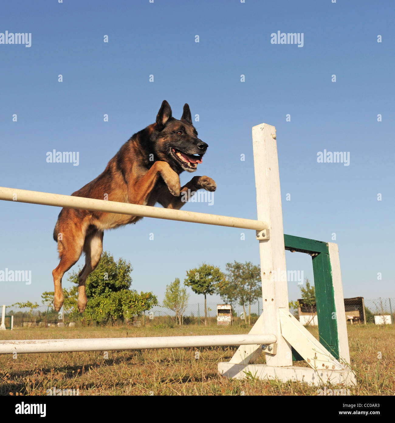 Belgian malinois shepherd dog jumping hi-res stock photography and ...