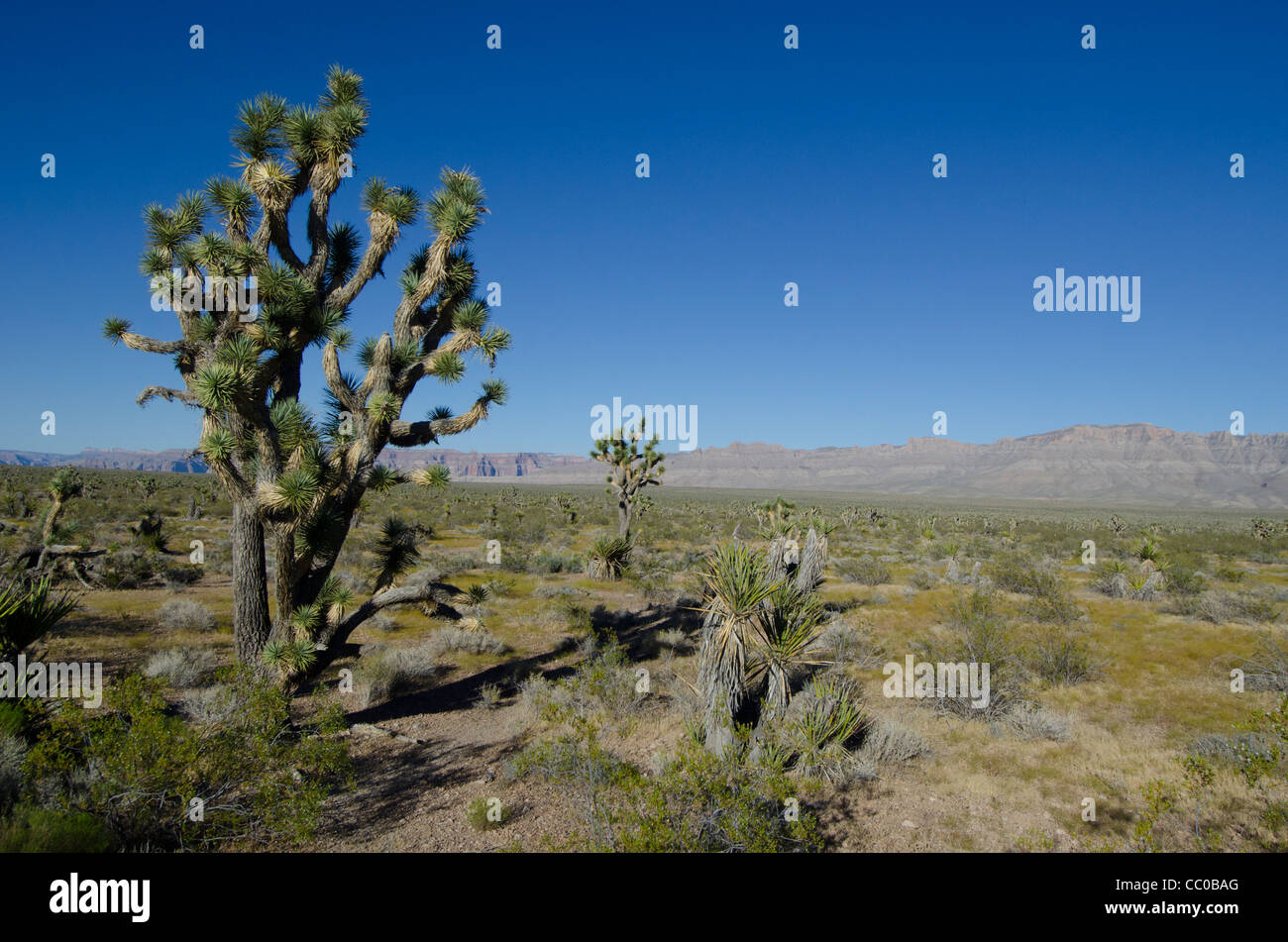 High desert overlook of Lake Mead Arizona Stock Photo - Alamy
