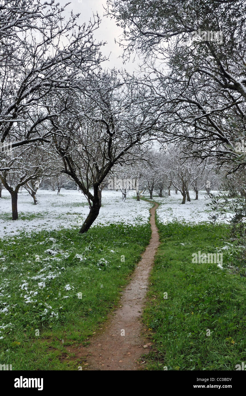 Snow falling in forest trees hi-res stock photography and images - Alamy