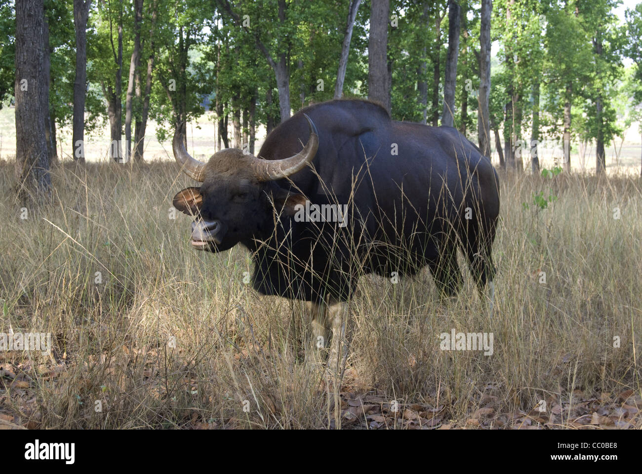 Group of indian wild gaur hi-res stock photography and images - Alamy