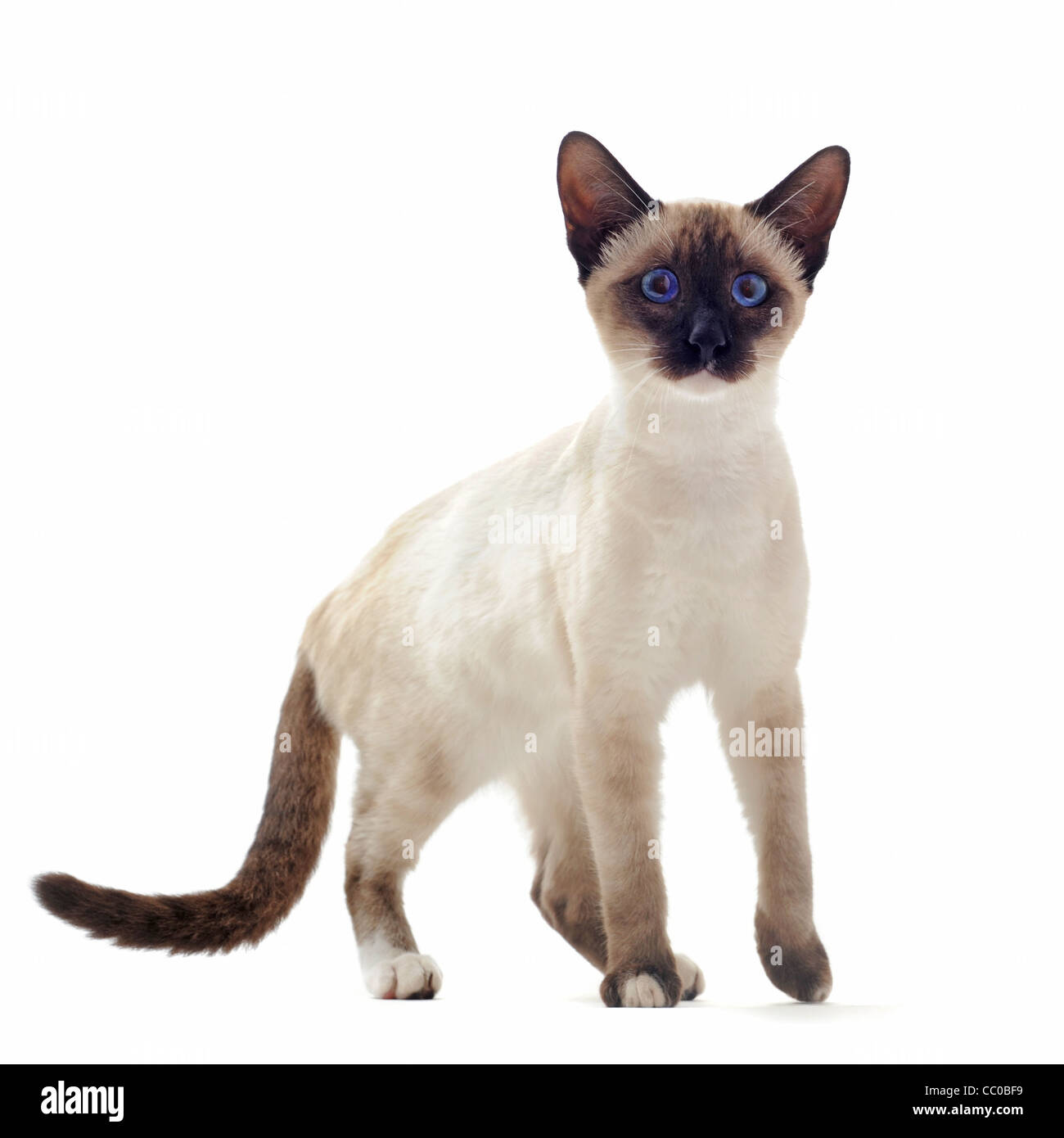 beautiful purebred siamese kitten in front of white background Stock ...