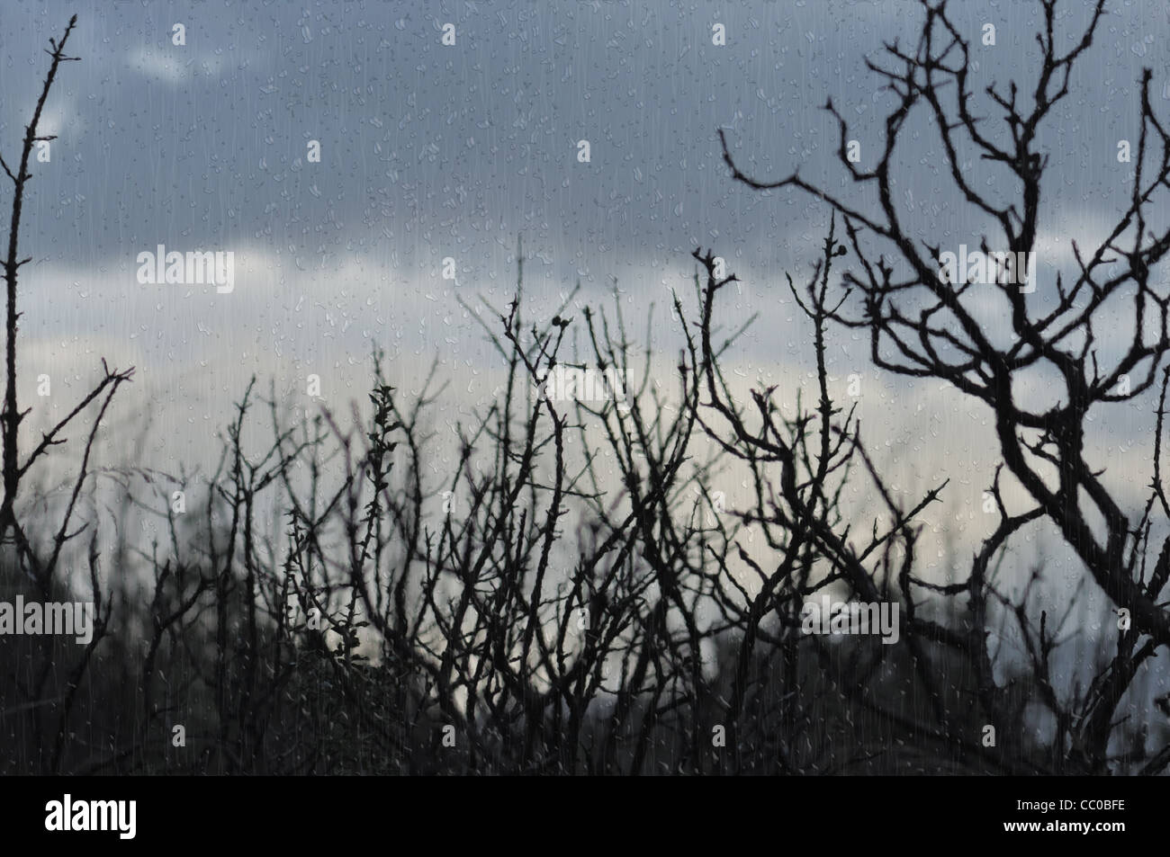 Tree branches silhouette and dark winter sky seen through window with ...