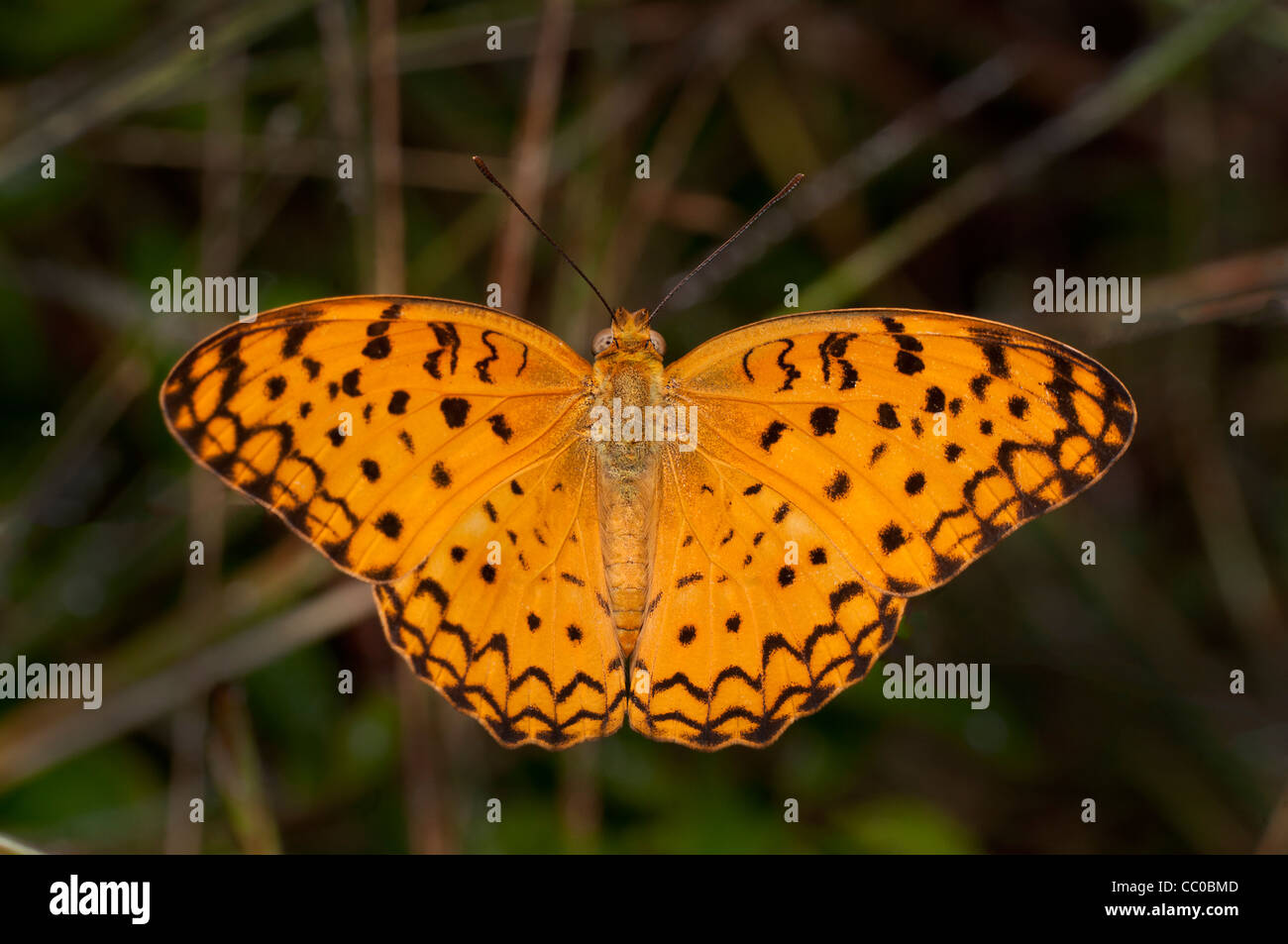 Common leopard butterfly hi-res stock photography and images - Alamy